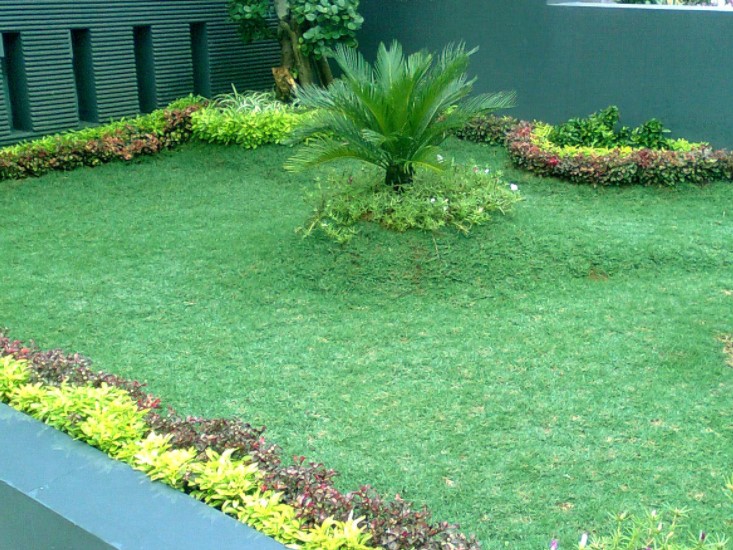 Cara Menanam Rumput Jepang di Halaman - Villakan.com