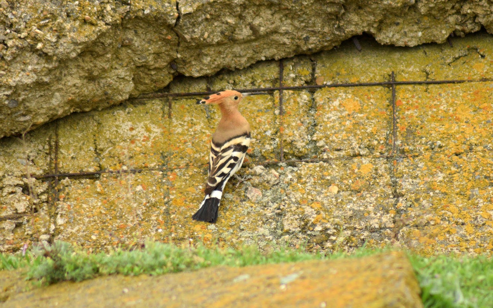 Frumusetile naturii: Pupaza (Upupa epops)