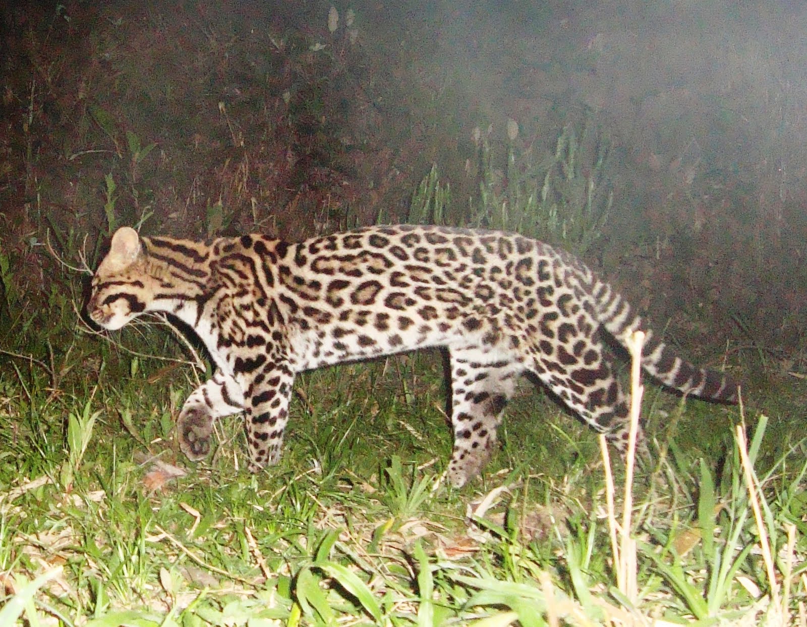 Leta_Selvagens: Jaguatirica (Leopardus pardalis)