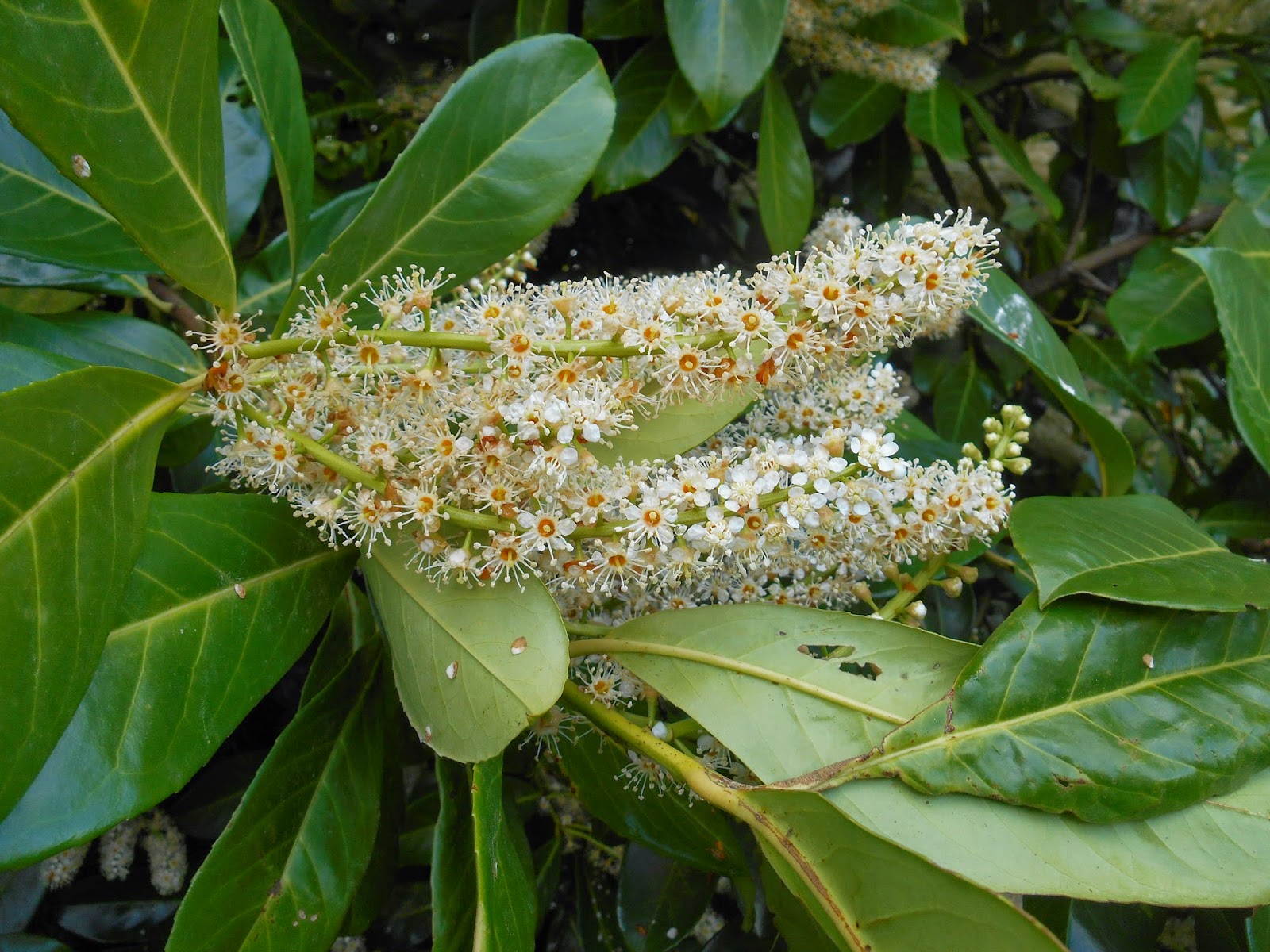 Tony's Blog: There are laurels and there are laurels.