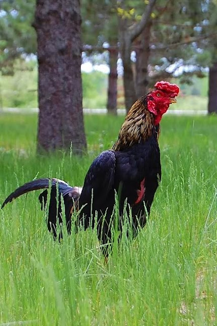 Hobi Ayam Tangkas: mengenal reza asil, apaan tuh....