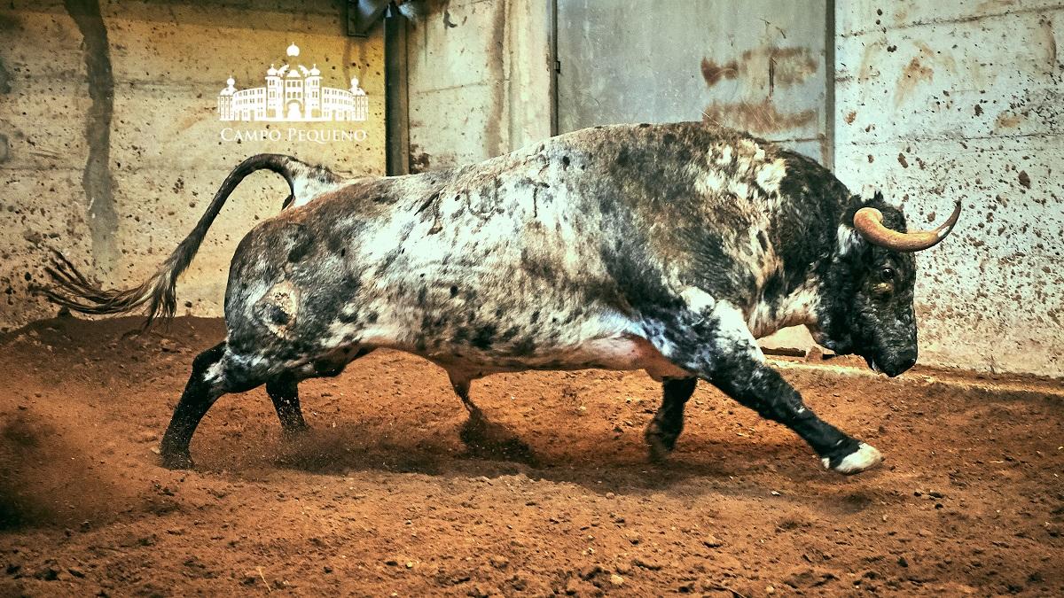 El Redondel Taurino: CAMPO PEQUENO (LISBOA) Toiros Calejo Pires para ...