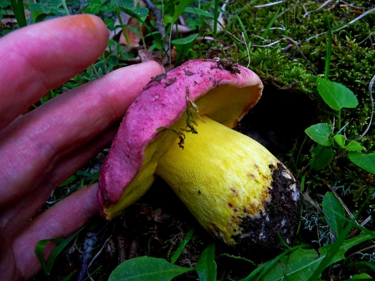r o b i n 's y a r d: Boletus (I)