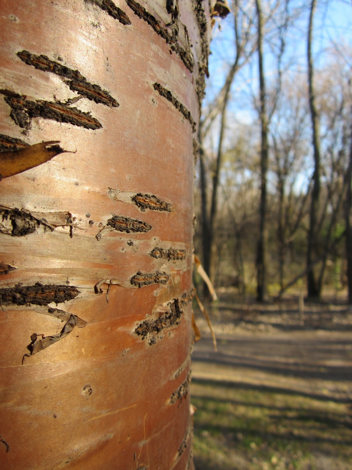 catalyst cata·lyst (kat′ə list′): The Twelve Days of Owls, And Trees