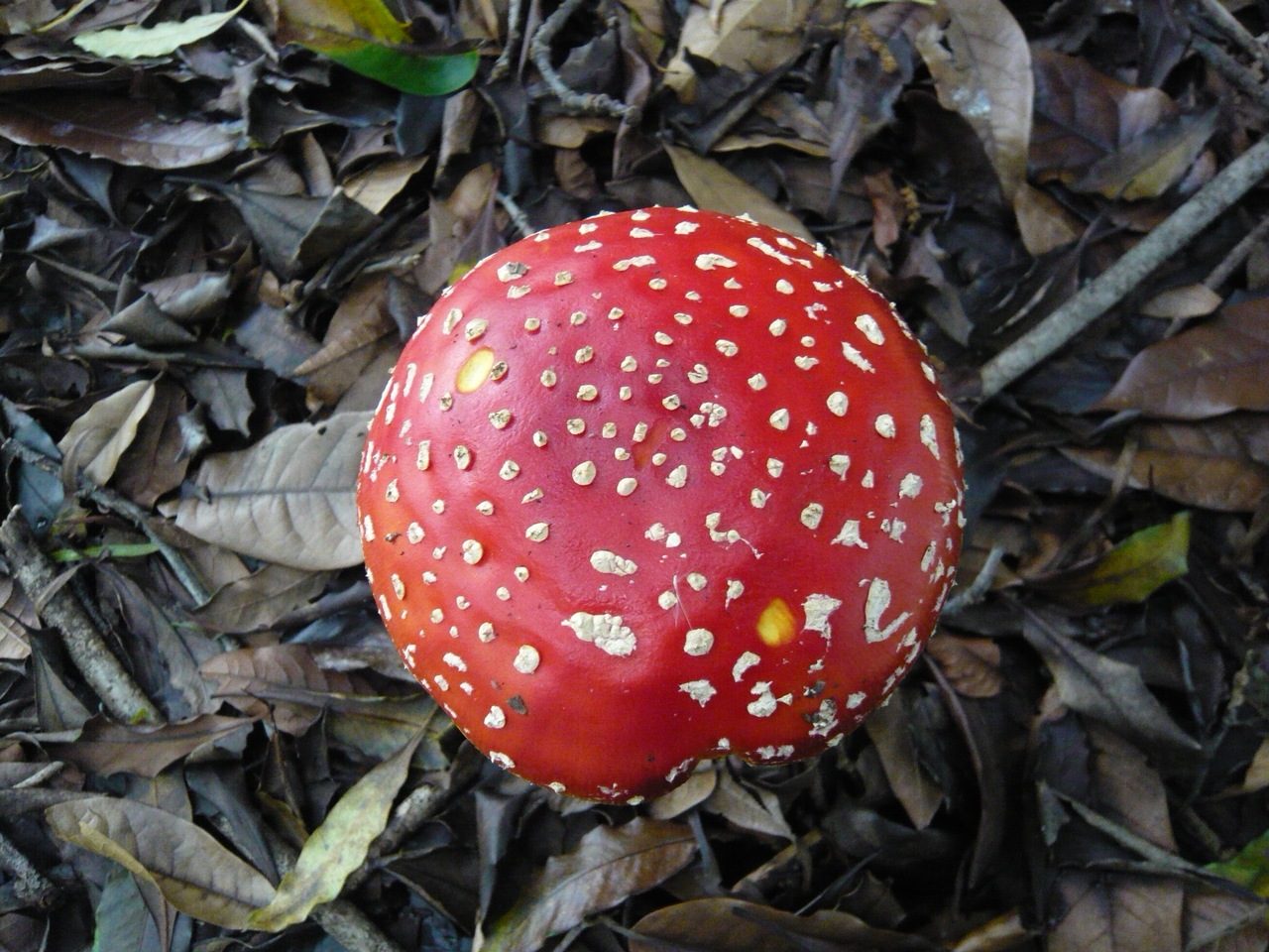 SUPERHEROES, SUPERPOWERS, SHAMANS, AND ENTHEOGENS: THE MYTHS, THE ...