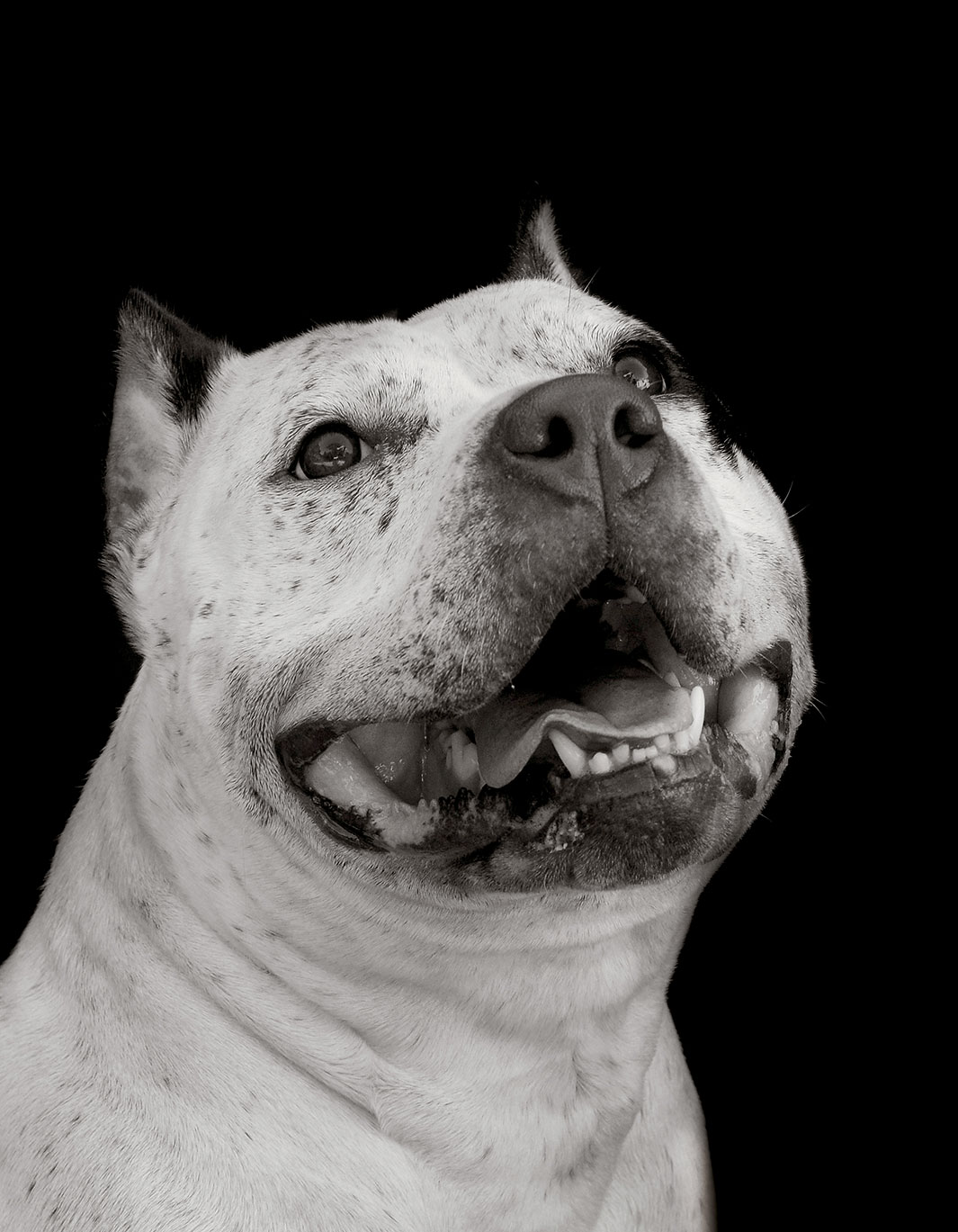 NUNCAJAMAS COCKER: PERROS DE REFUGIO; POR TRAER SCOTT (SPANISH & ENGLISH)