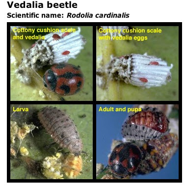 The Farmer Fred® Rant: Controlling Sooty Mold