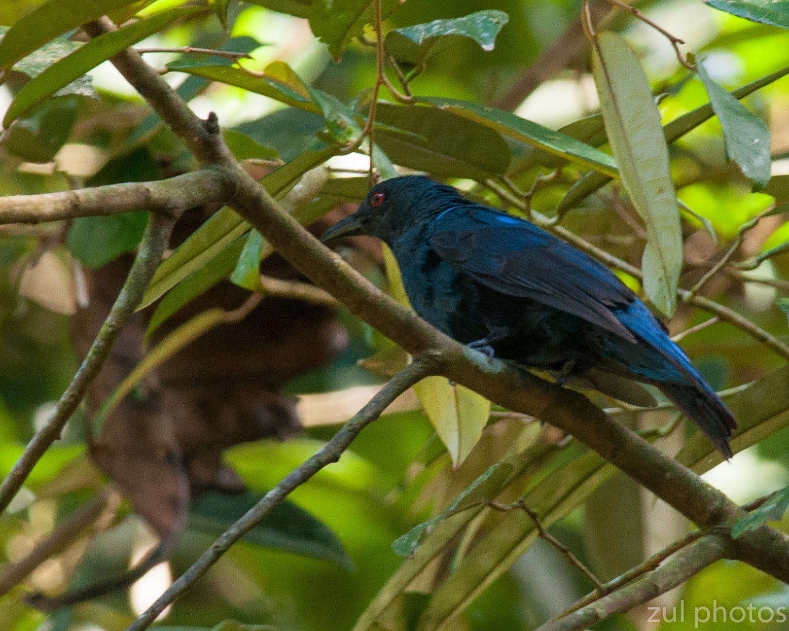 Zul Ya - Birds of Peninsular Malaysia: Asian Fairy Bluebird