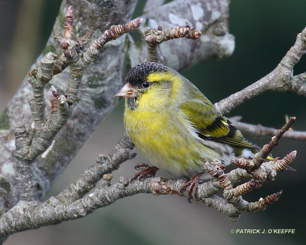 Raw Birds: EURASIAN SISKIN (Spinus spinus) male at Broadmeadow Estuary ...