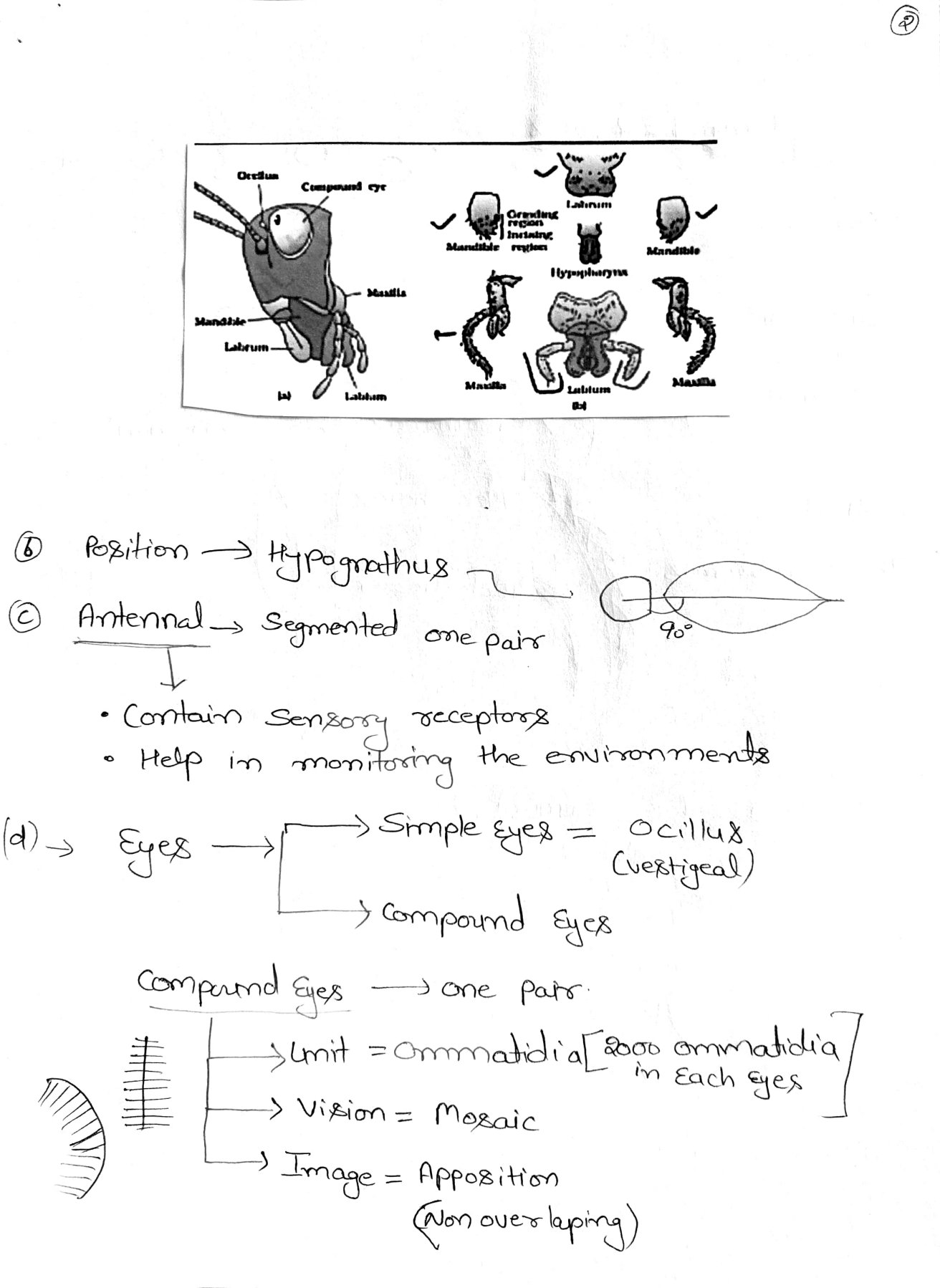 Cockroach class 11 - Studypur