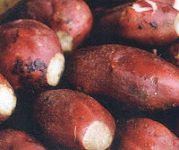 Anatomi Batang (umbi) Ketela (Ipomoea batatas) - Blog Iqbal Ali