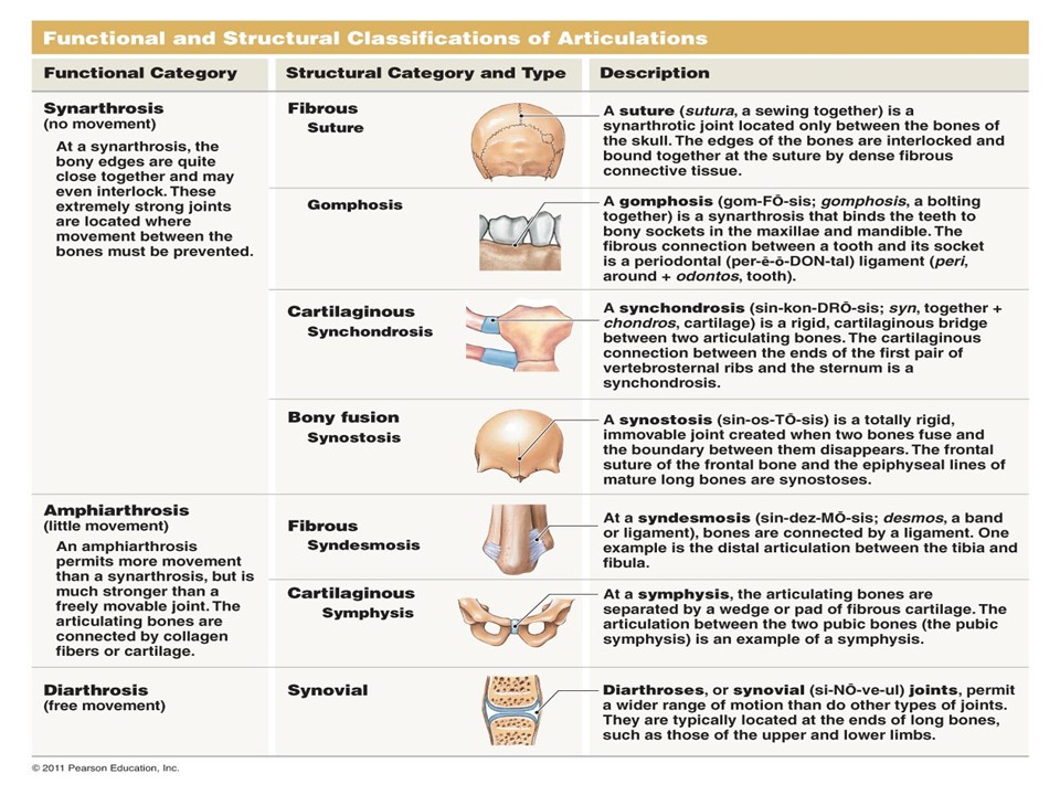 Skeletal system
