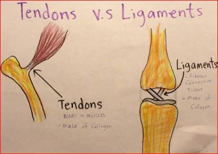 English is everywhere: Natural Science 6th Level: Tendons vs. Ligaments