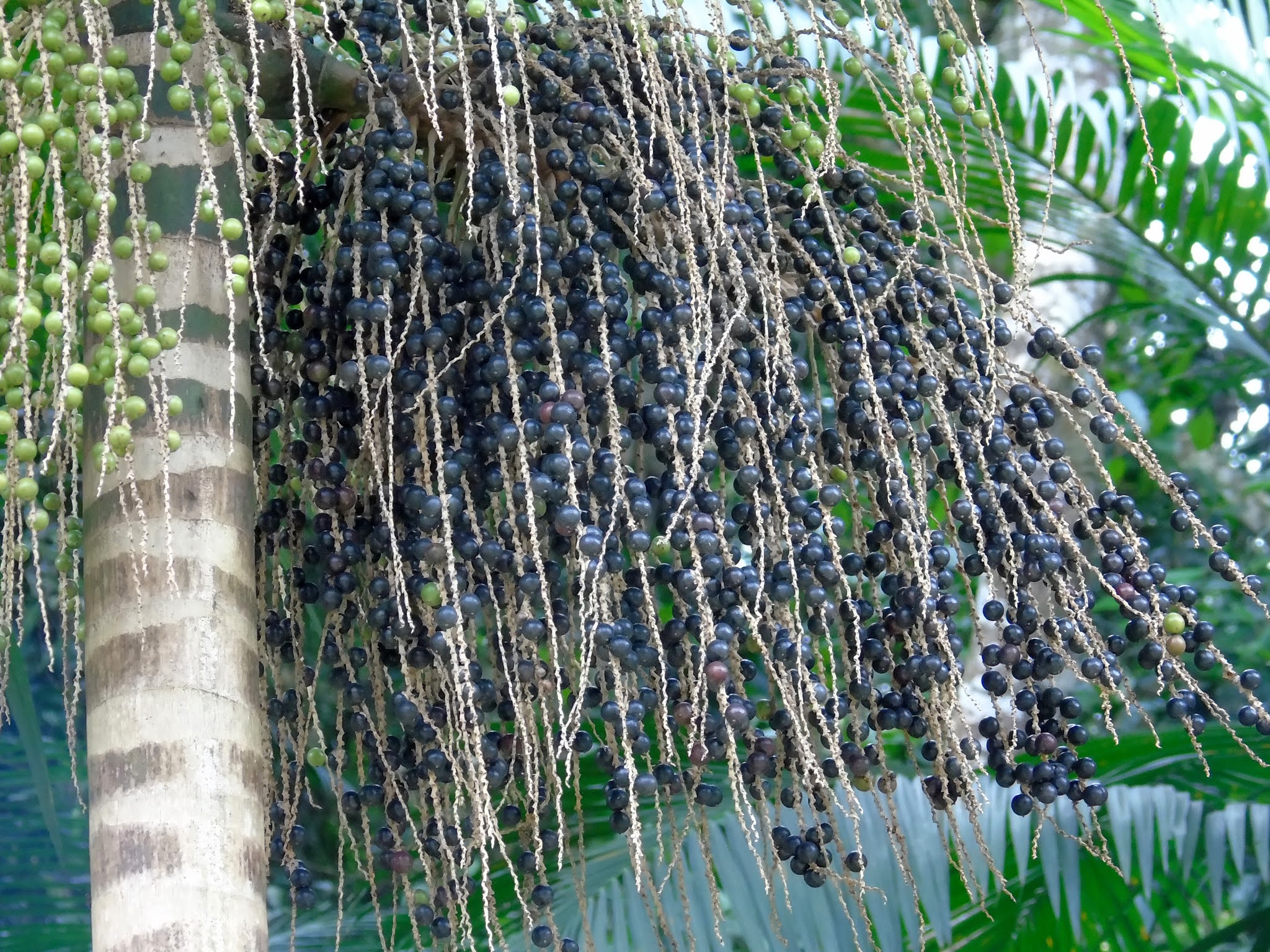 Juçara (Euterpe edulis Mart.) | A planta da vez