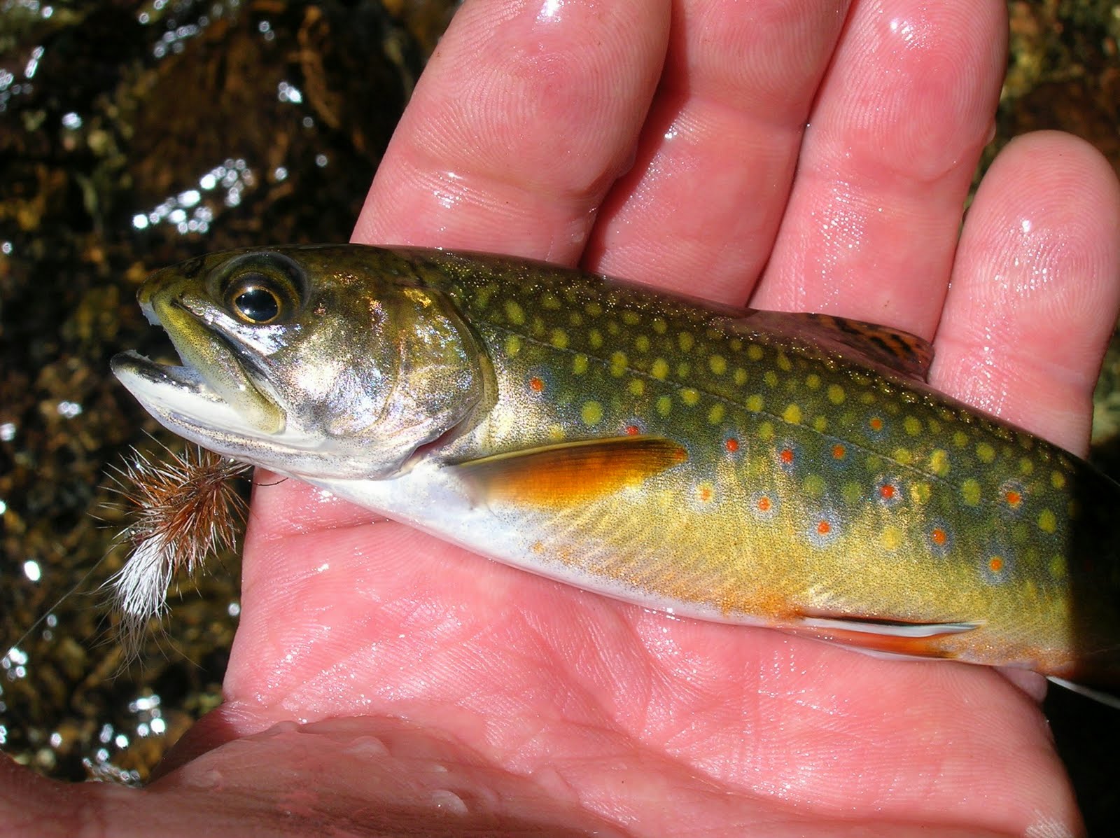 Small Stream Reflections: Brook Trout Variations