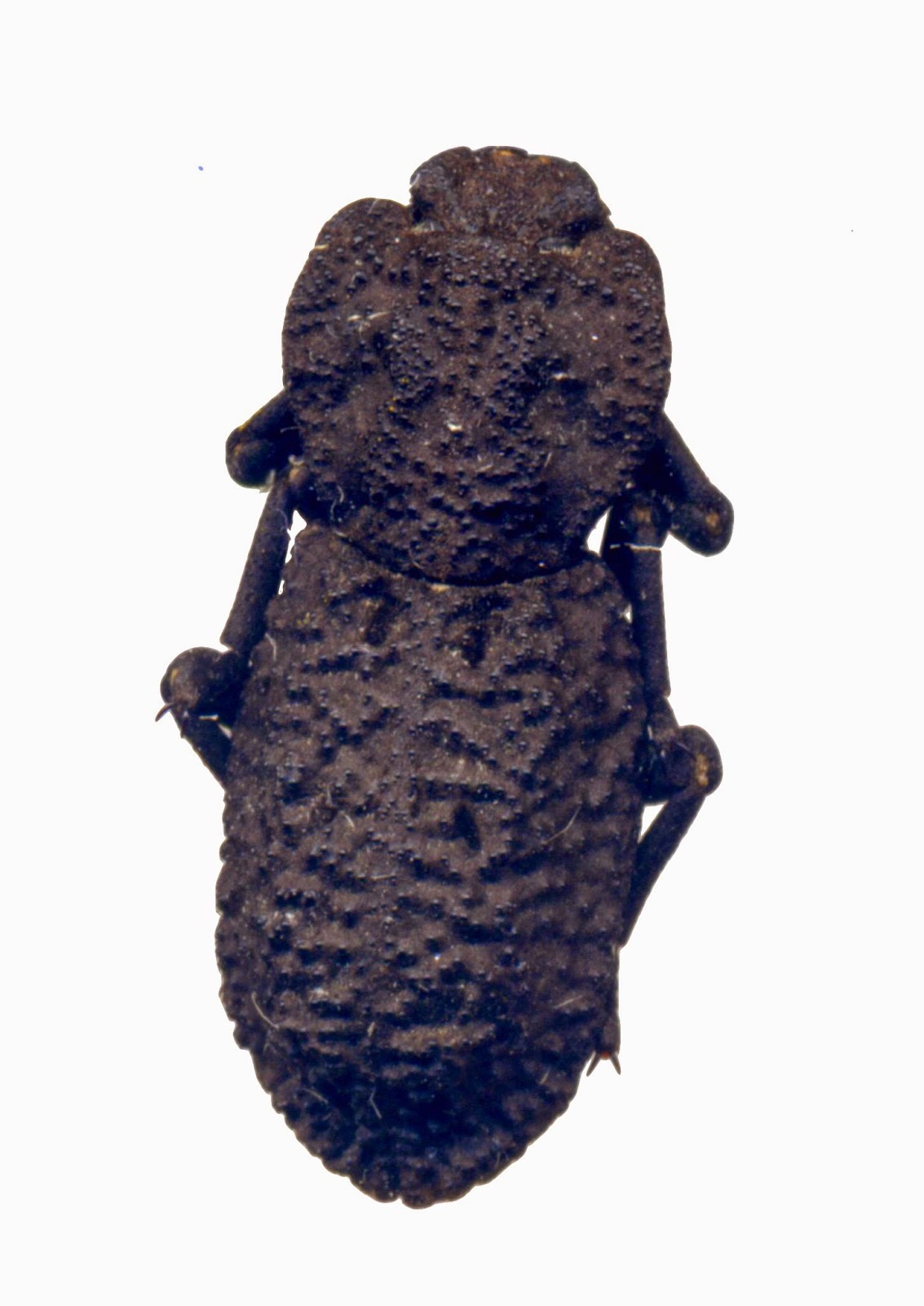 虫頭: コブゴミムシダマシ（Phloeodes diabolicus Zopheridae）Diabolical Ironclad Beetle