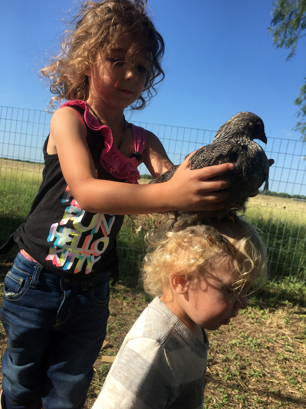 Hand-raising baby chicks. Taming question? | BackYard Chickens - Learn ...