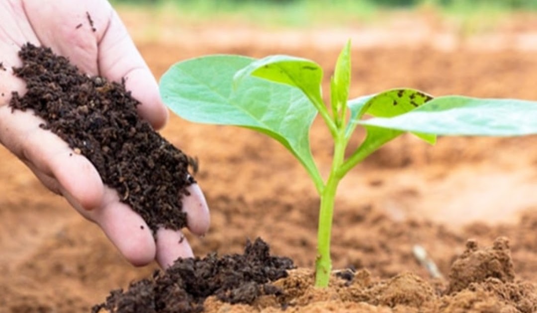 Jenis tanah pot dan cara menggunakannya paling efektif - DWI PURWANTO