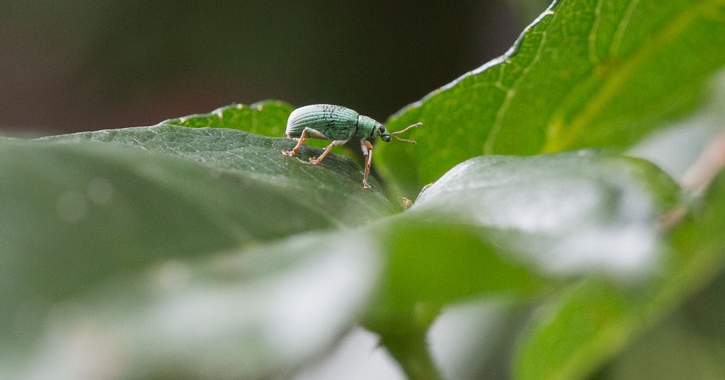 Shadows & Light: Two Green Creatures