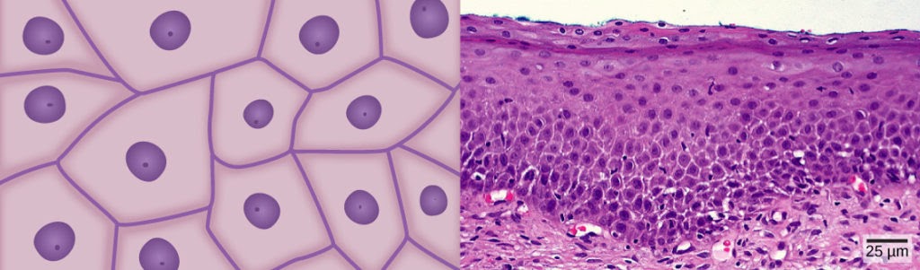 Epithelial tissues