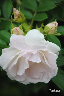 Rosa rugosa ‚Ritausma'