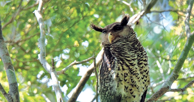 Nature Exploring Diver: The Devil Bird of Sri Lanka ( Sri Lankan Eagle Owl ) [ Ulama ]