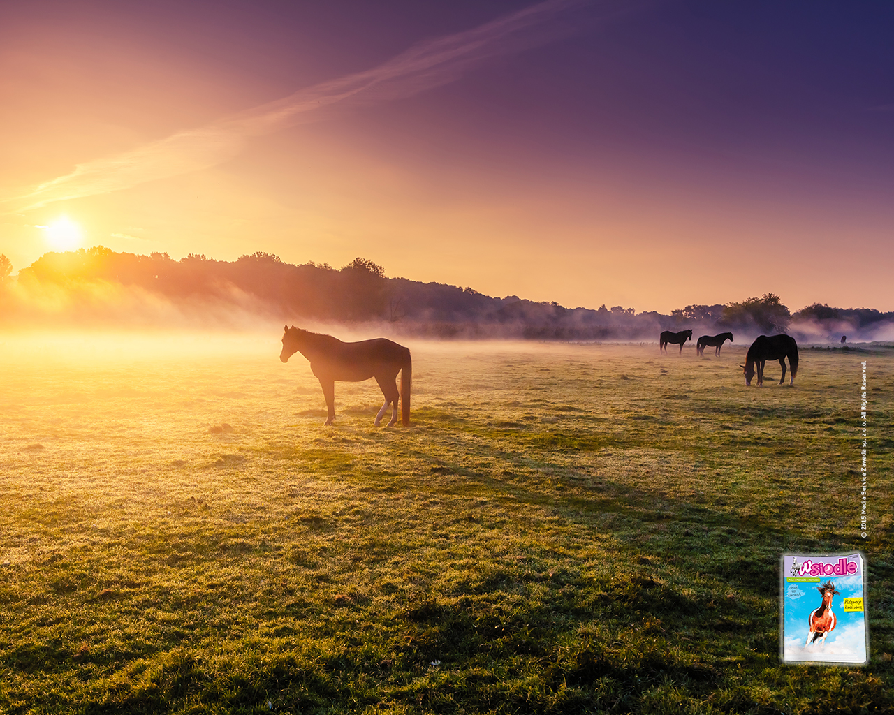 Końskie Tapety #5 - Świat koni