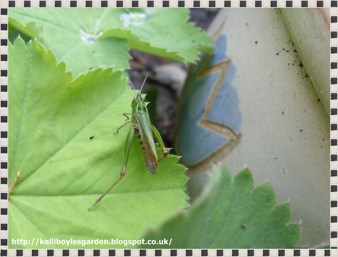 Kelli's Northern Ireland Garden: Photographing Insects