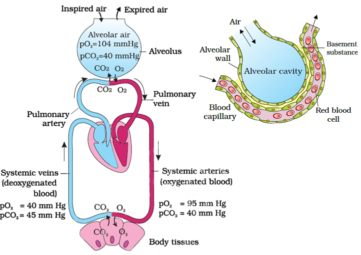 Breathing and Exchange of Gases - Notes | Class 11 | Part 3: Gas Exchange