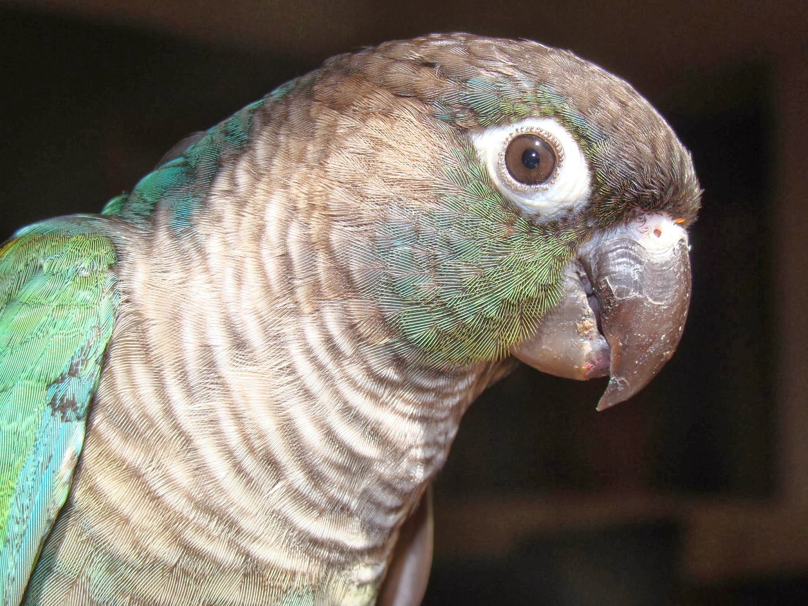 The Turquoise Bird : What the Turquoise Bird Taught Me