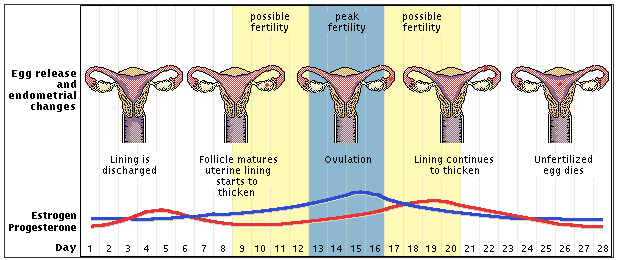 Reproduction in Mammals ~ O level Study Guide