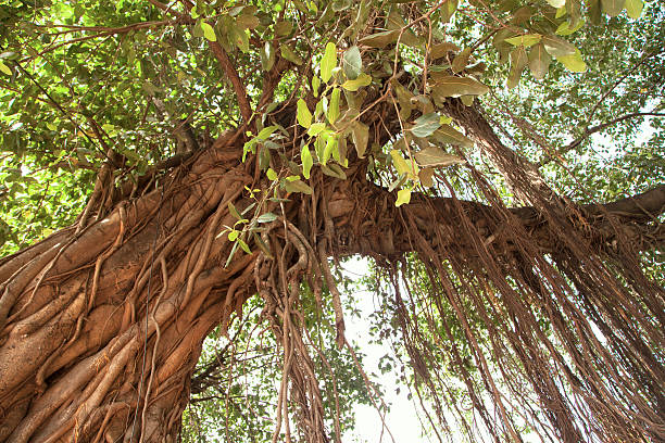 Top 10 Fast Growing Trees for Shade in India | Greenfarm Facts