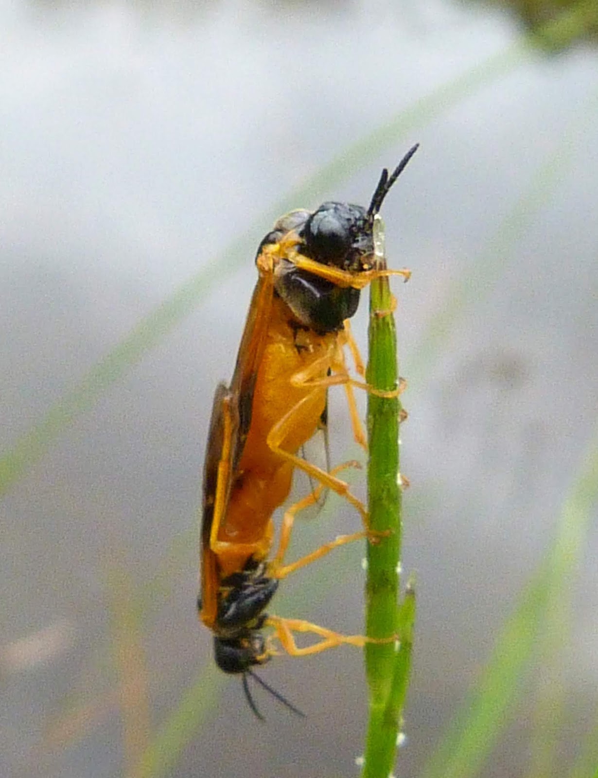 Insects of Scotland: Bees/Wasps/Ichneumons/Sawflies/Ants