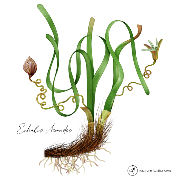 Enhalus acoroides scientific illustration