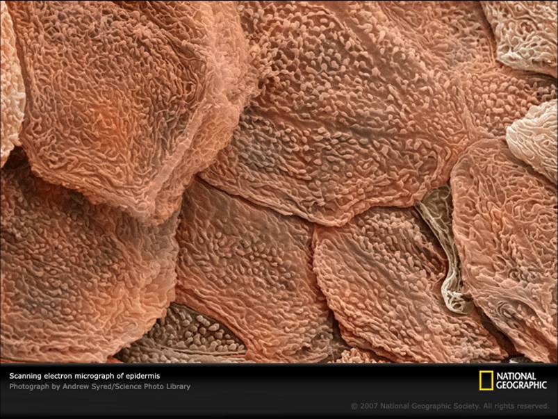 miblogdeanatomía: octubre 2011