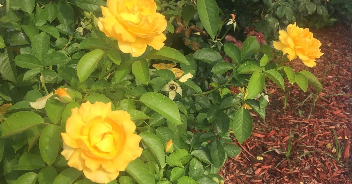 My Strength: Psalm 88; Isaiah 59:1-2; Titus 3:5; II Timothy 1:9 ...