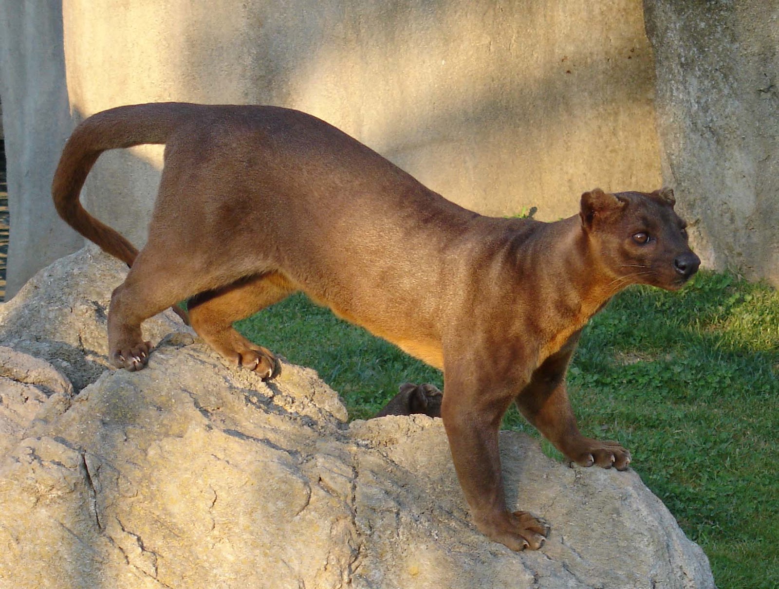 El ojo del buitre: Civeta de Madagascar (Fossa fosana)