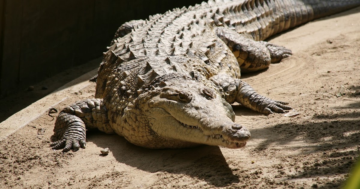 Fundación Ambientalista Robert Smith: PROGRAMA CONSERVACIÓN CAIMÁN DE ...