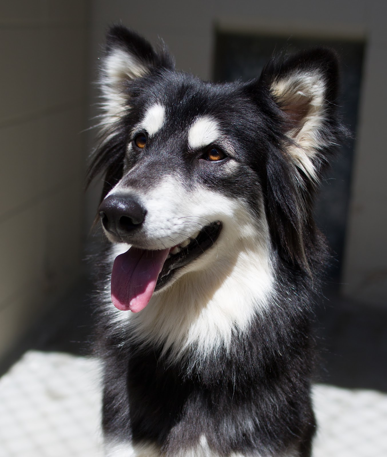 Shelter Dogs of Portland: "LIKUTA" pretty Husky mix