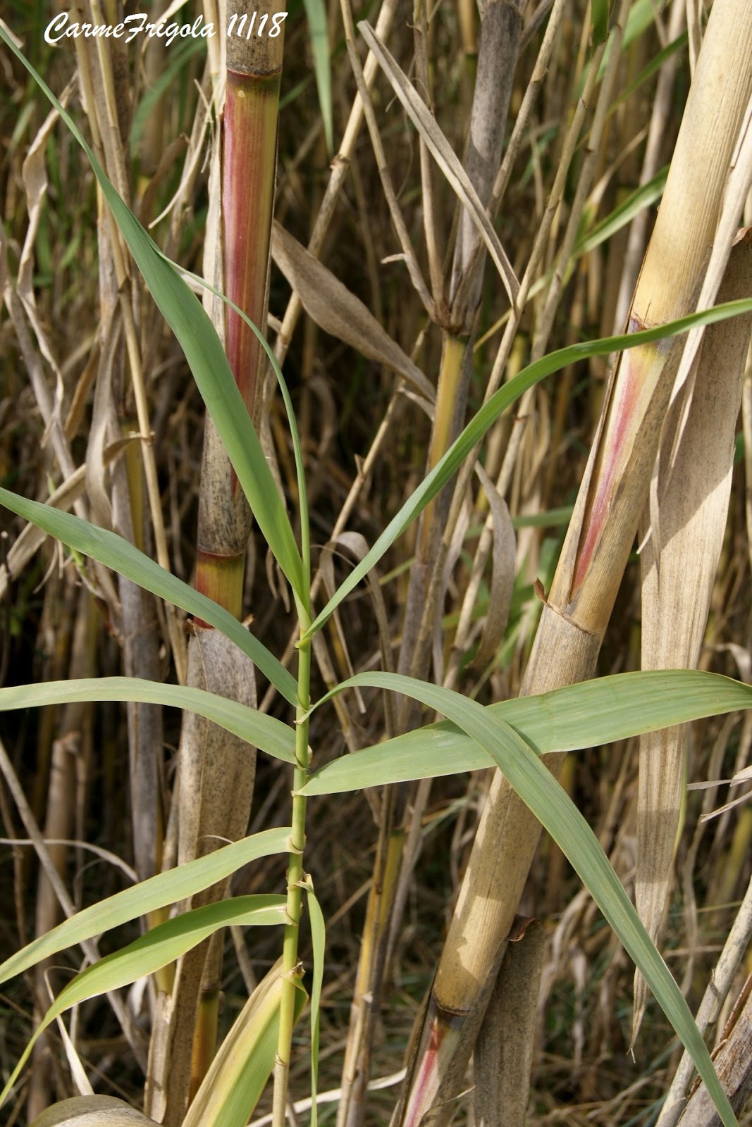 FLORA I PAISATGE DE LLERS: CANYA