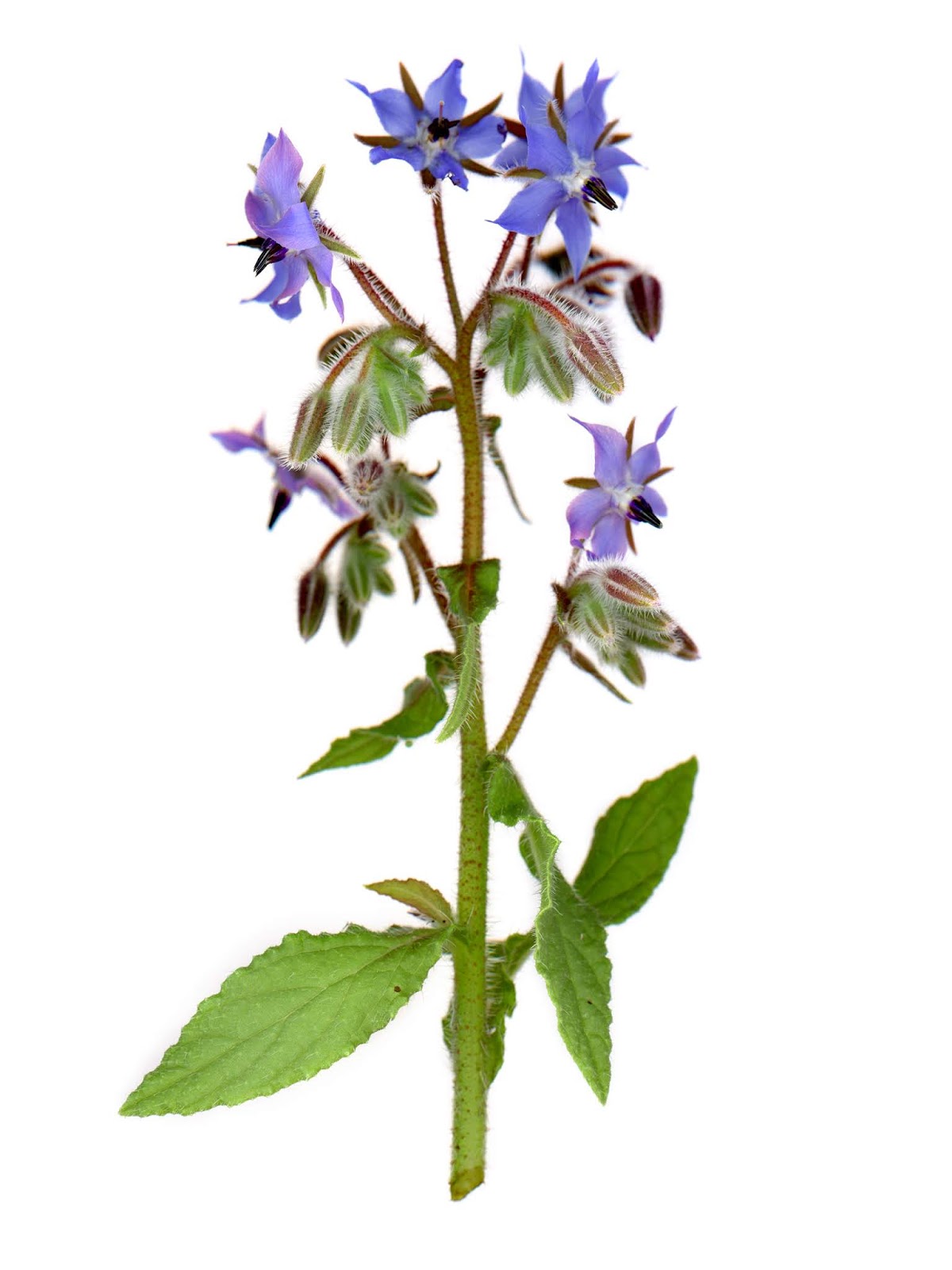 DOSAGE OF THE USE OF HERBAL MEDICINES: BORAGE - Borago officinalis L ...
