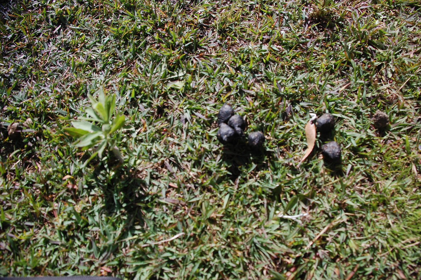 Cruising with Oso Blanco - Nordhavn 6409: Roos: The Whitetail Deer of ...