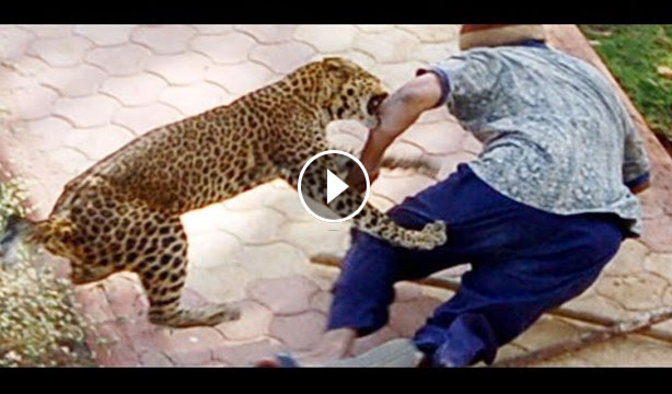 Animal clip168: Leopard Attack Human 2