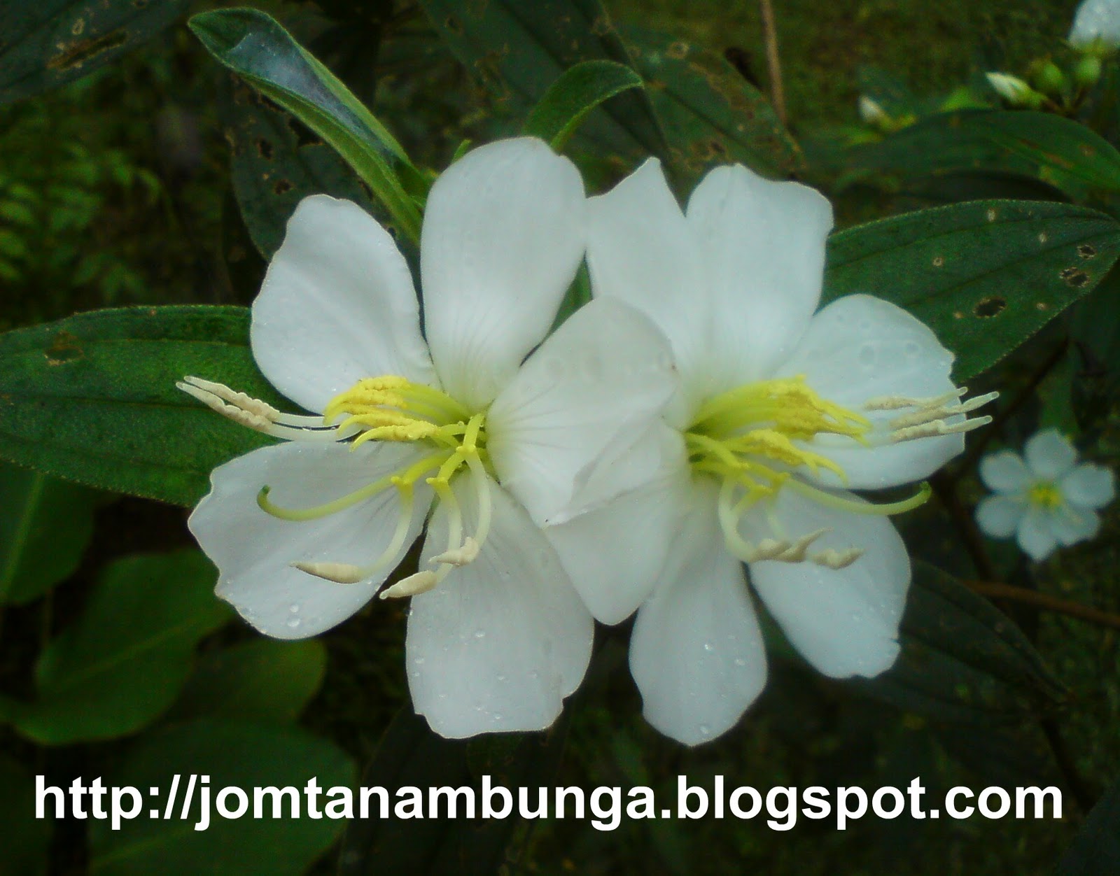 Jom Tanam Bunga: Senduduk Biru Yang Aku Rindu