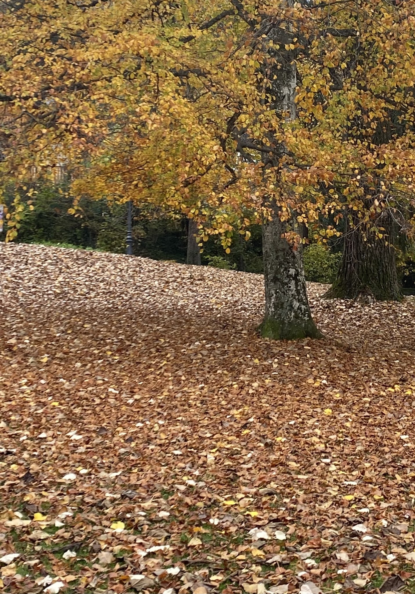 Le jardin d'Adiante: Bel automne pluvieux ...