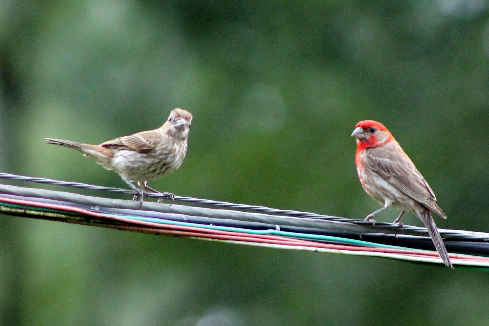 Birds in Our Backyard: Birds photographed in our backyard 2008-June 2012