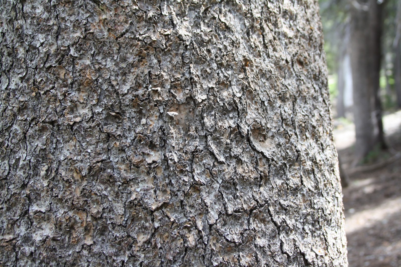 The Land Community: Lodgepole Pine (Pinus Contorta)