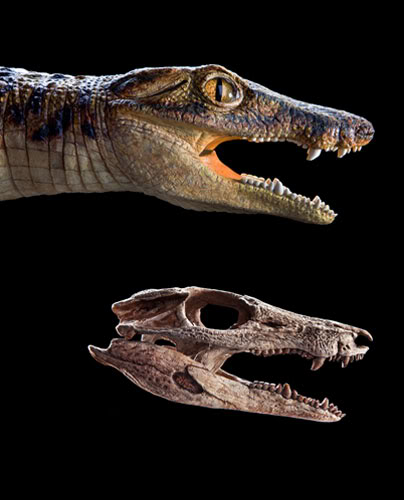 Escenarios prehistóricos: Araripesuchus