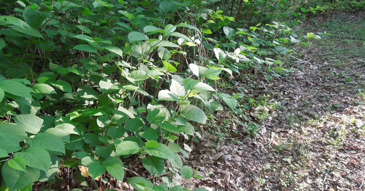 Franklin County (PA) Gardeners: Japanese Knotweed - Invasive Weed