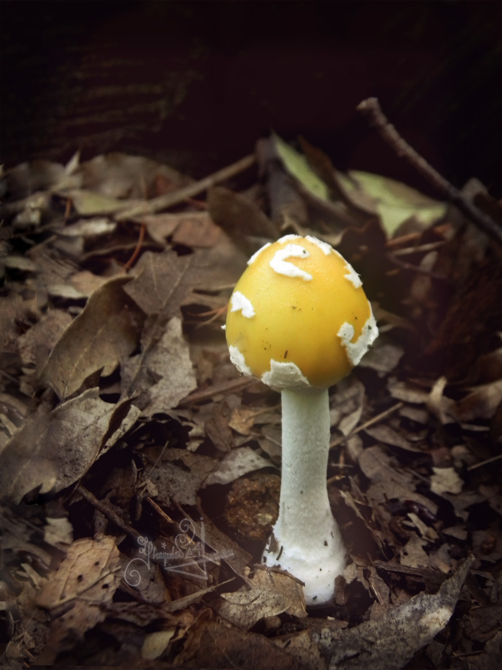 Hongo amarillo - Selket Yhay